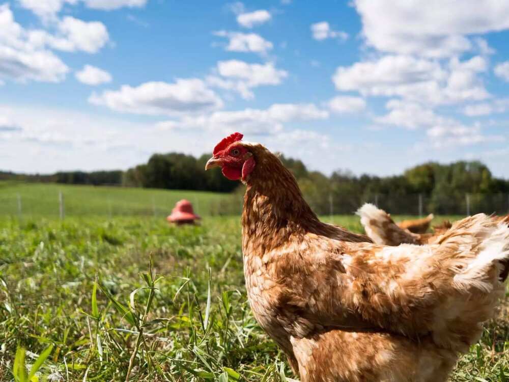 Advantages And Disadvantages Of Integrated Farming System Legit Ng