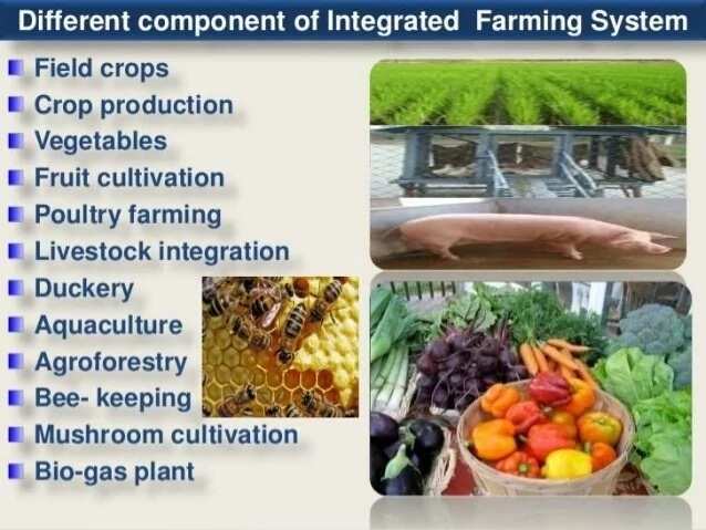 Advantages And Disadvantages Of Integrated Farming System Legit Ng